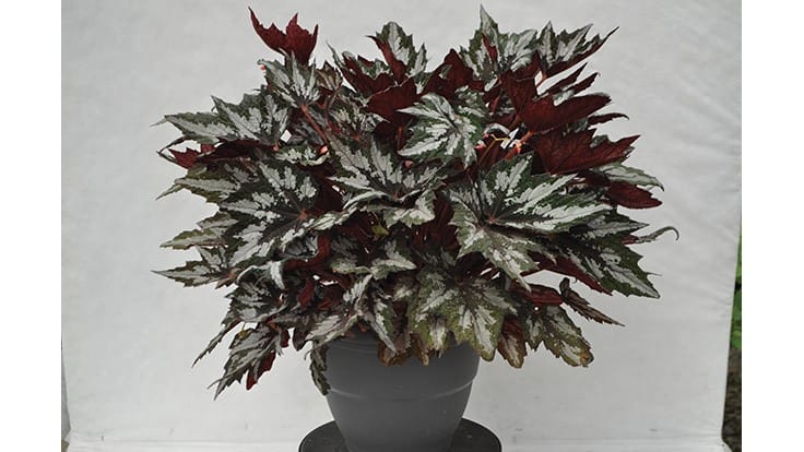 Rex Begonia Bewitched Wintergreen