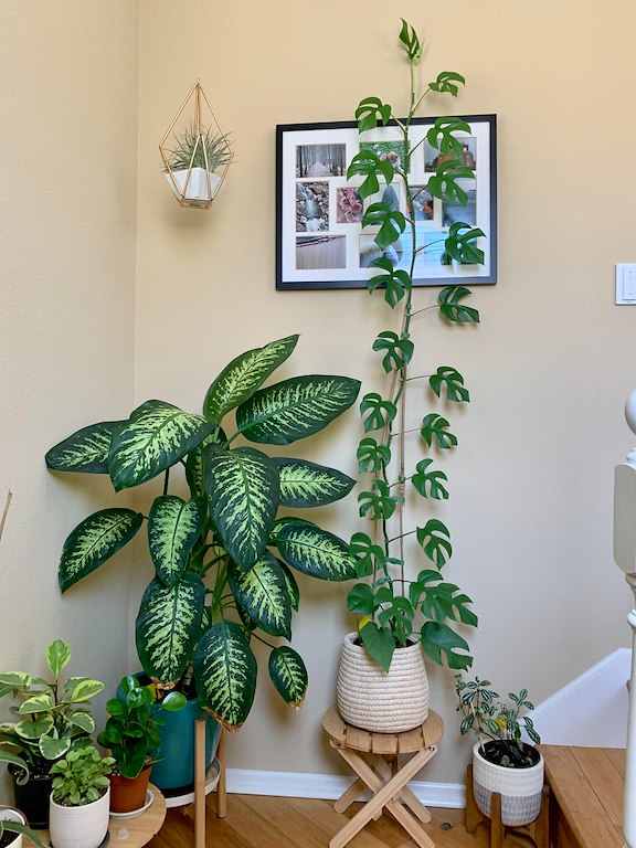Rhaphidophora Tetrasperma – Mini Monstera