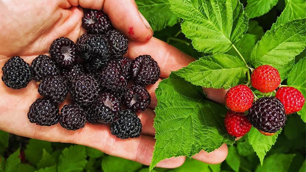 Rubus occidentalis Black Jewel – Crna malina