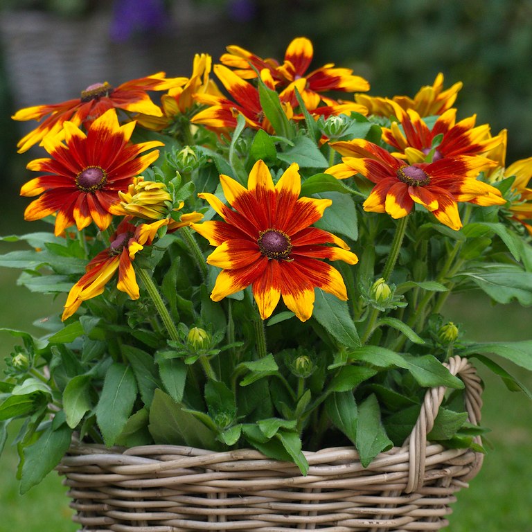 Rudbeckia sunbeckia Mia