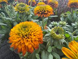 Rudbeckia sunbeckia Noa