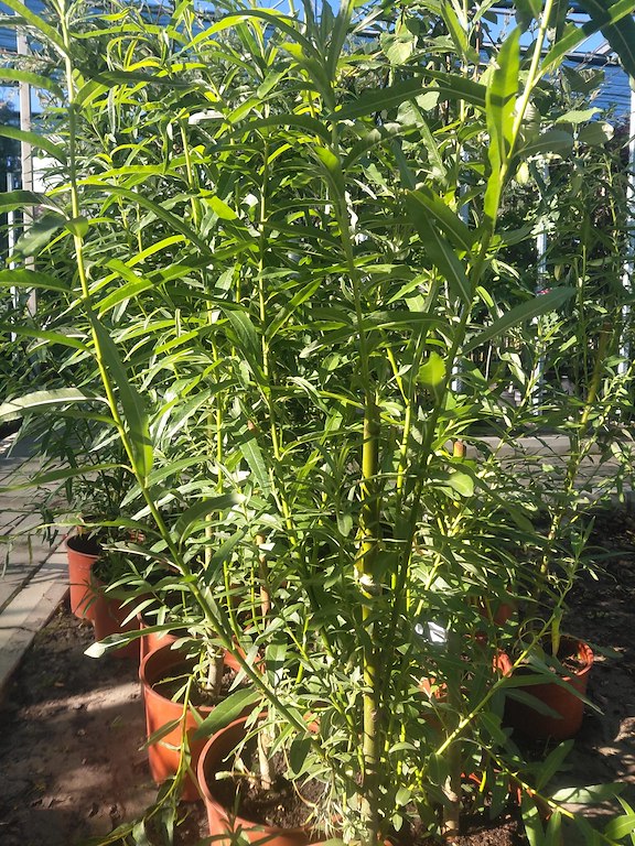 Salix – Vrba (ograničene količine)