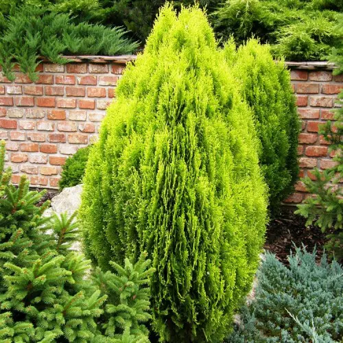 Thuja orientalis -Aurea Nana