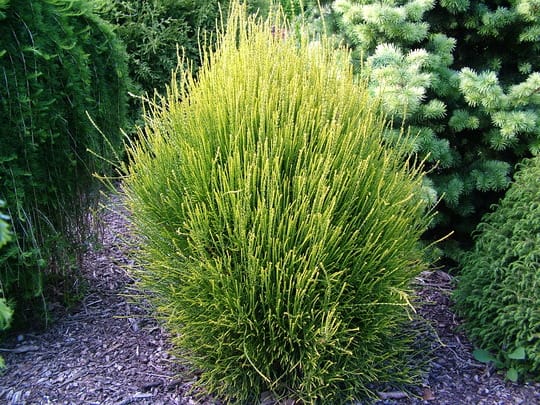 Thuja platycladus orientalis ‘franky boy’ – Tuja Franky Boy