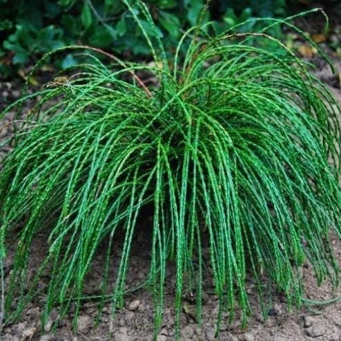 Thuja plicata Whipcord – Tuja Whipcord