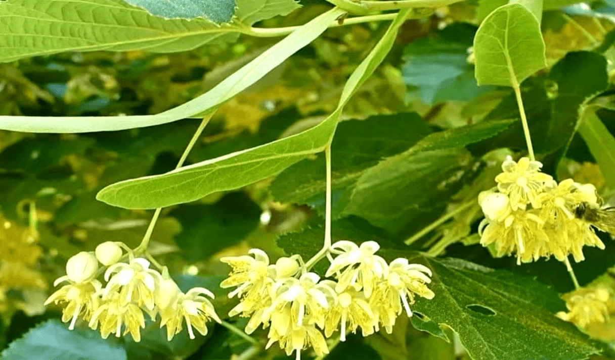 Tilia cordata- Lipa