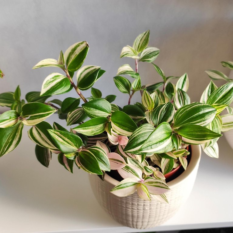 Tradescantia fluminensis variegata – Tradeskancija fluminensis