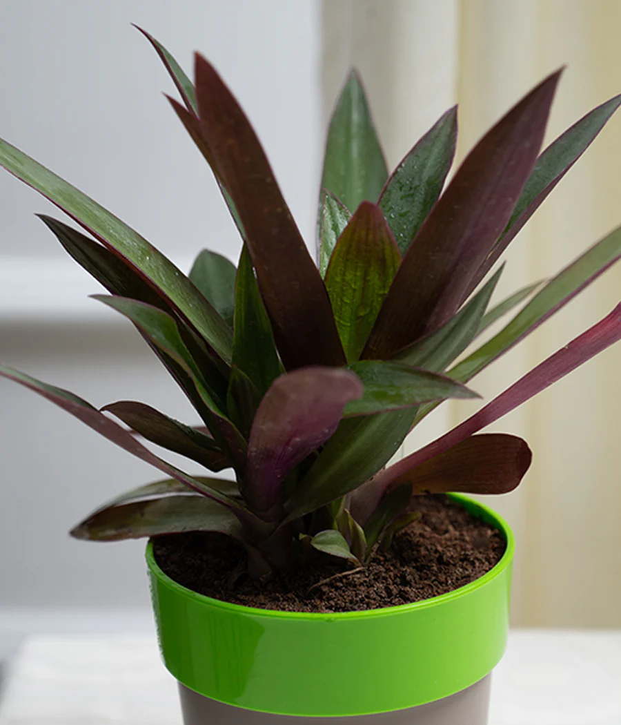 Tradescantia spathacea – Tradeskancija zelena