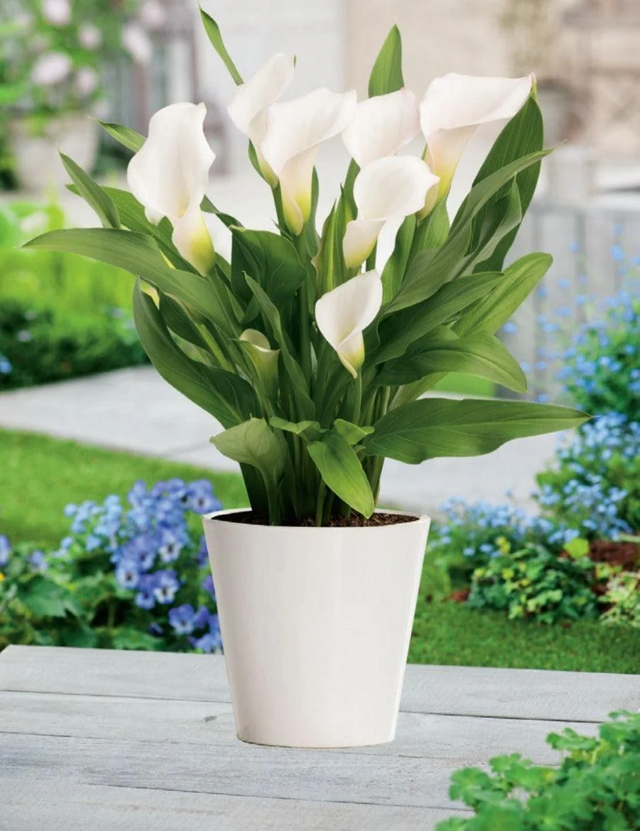 Zantedeschia aethiopica – Kala bela