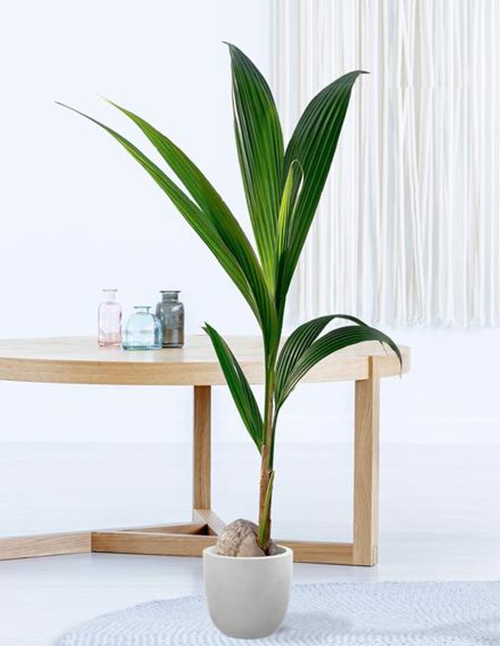 Cocos nucifera – Kokos palma