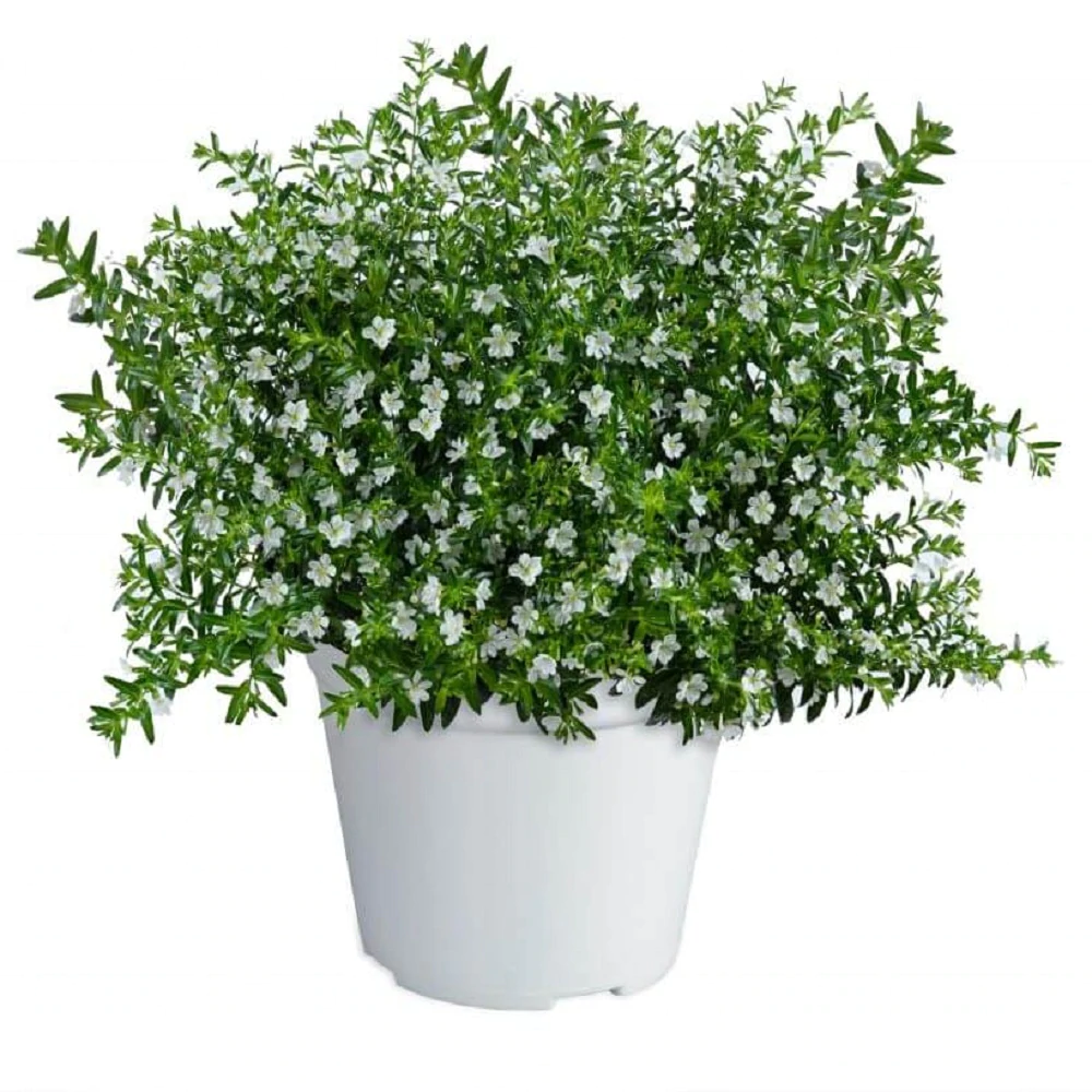 Cuphea hyssopifolia – Kufae bela