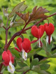 Dicentra spectabilis Valentine- Devojačko srce crvena