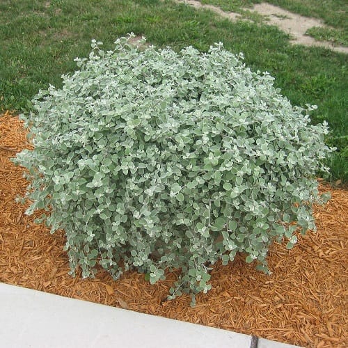 Helichrysum petiolare-Helihrizum krupnolisni