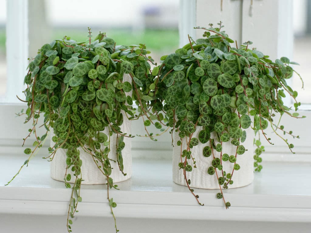Peperomia prostrata – Kornjačin niz