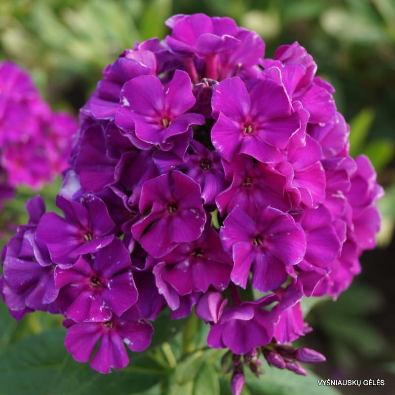 Phlox paniculata Roberta- floks