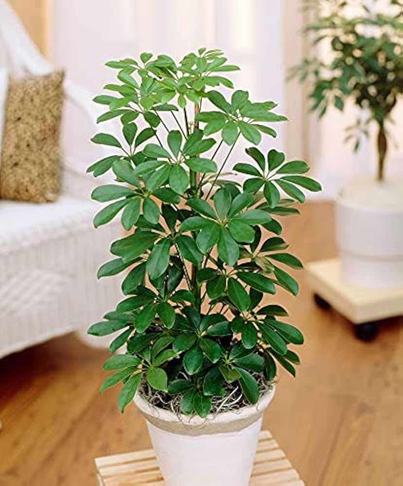 Schefflera arboricola – Šeflera