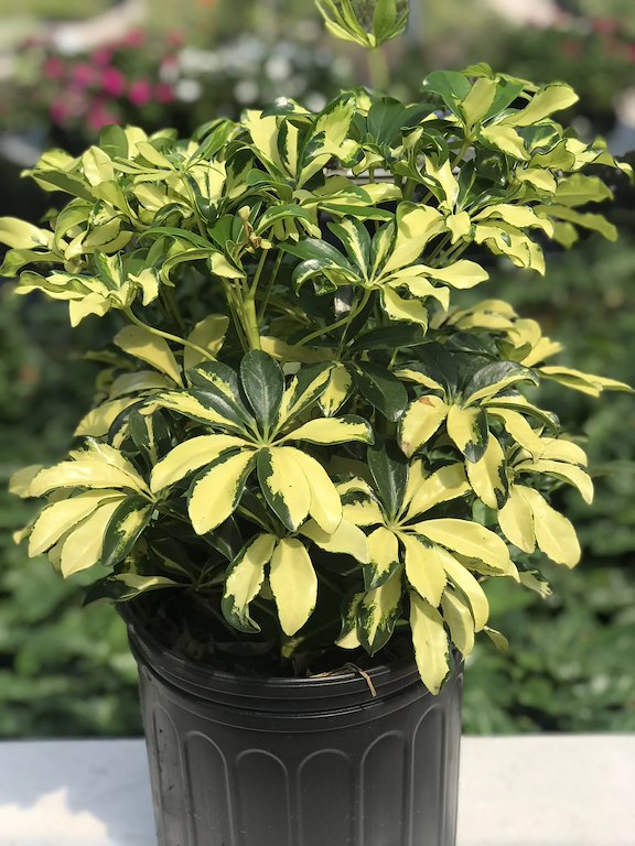 Schefflera arboricola variegata – Šeflera šarenolisna