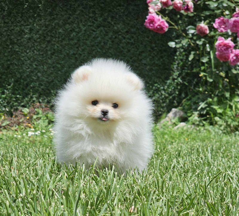 Pomeranac BOO medvedići, Pomeranski Špic štenci