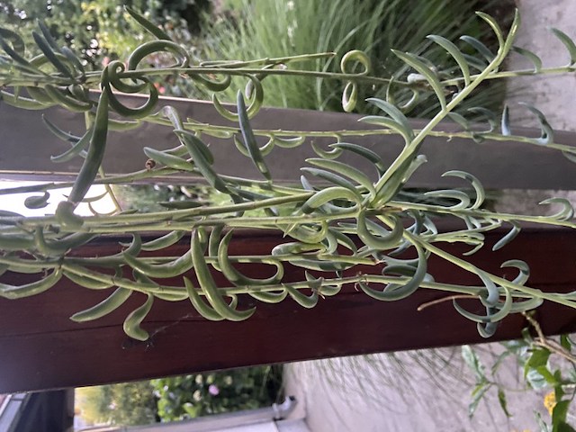 Curio bananas