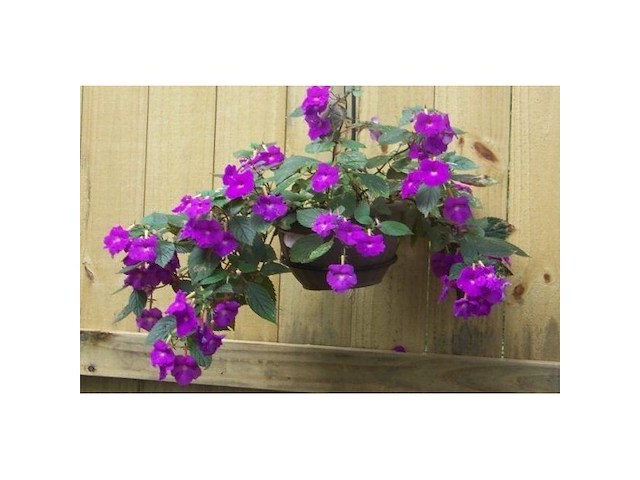 AHIMENES GRANDIFLORA - BILJKA
