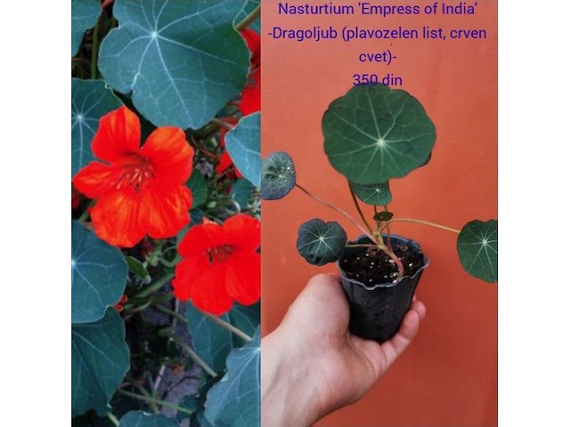 Nasturtium `Empress of India`