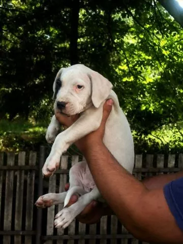 ARGENTINSKA DOGA ŠTENCI