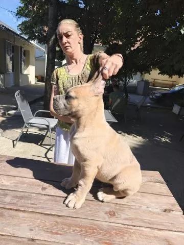 CANE CORSO KANE KORSO PRELEPI FORMENTINO ŠTENCI