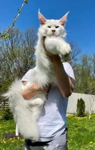 MAINE COON MAČIĆI