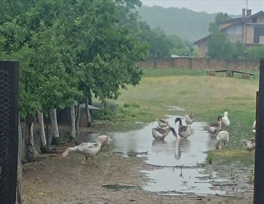 Guske tuluske, bele i labudaste