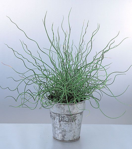 Juncus Effusus Spiralis-Spiralna Trava