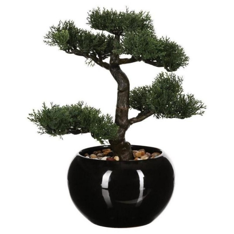 BILJKA BONSAI U SAKSIJI