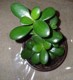 Krasula -Crassula ovata - drvo novca