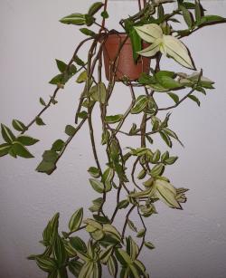 TRADESCANTIA fluminensis