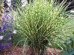 Miscanthus sinensis Gold Bar Zebra - patuljasta ukrasna trava