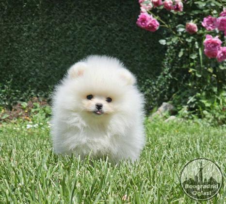 Pomeranac BOO medvedići, Pomeranski Špic štenci