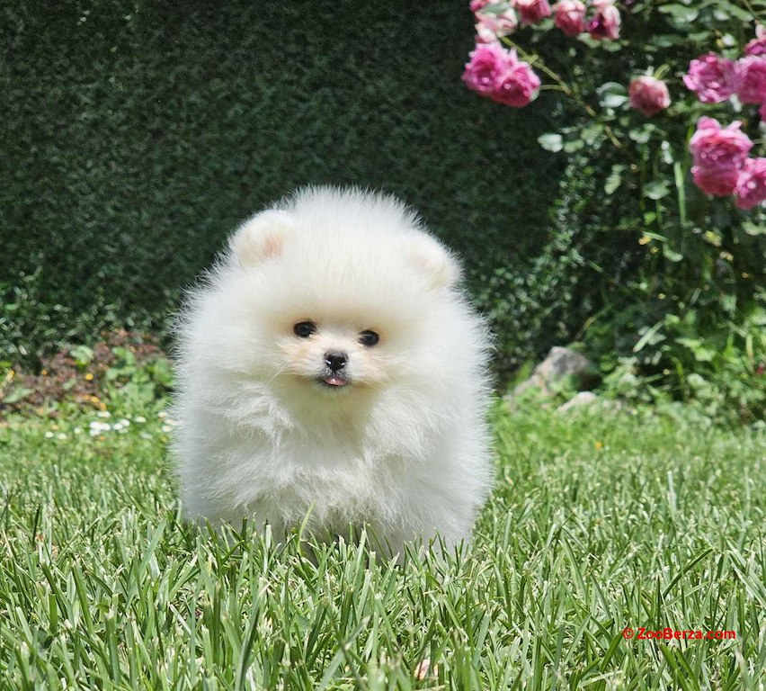Pomeranac BOO medvedići, Pomeranski Špic štenci