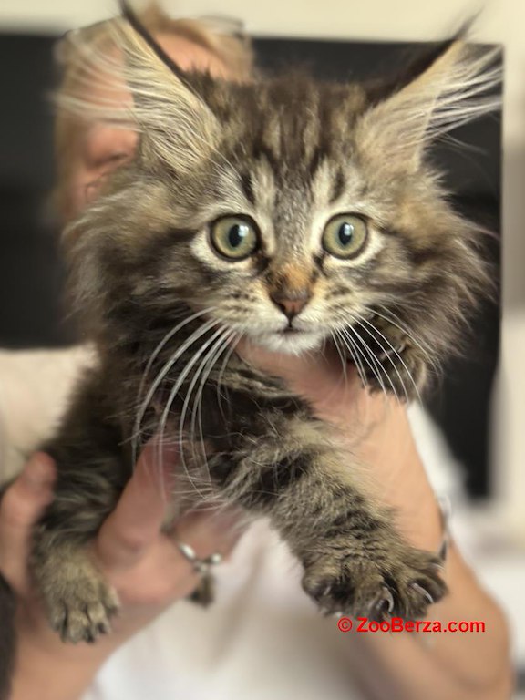 Maine Coon mačići - Zemun