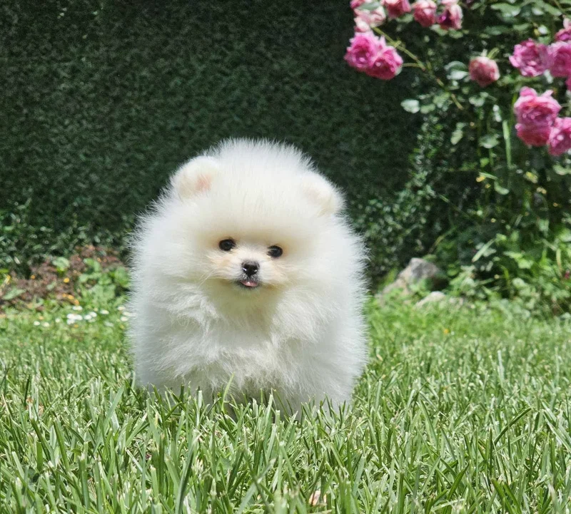 Pomeranac BOO medvedići, Pomeranski Špic štenci
