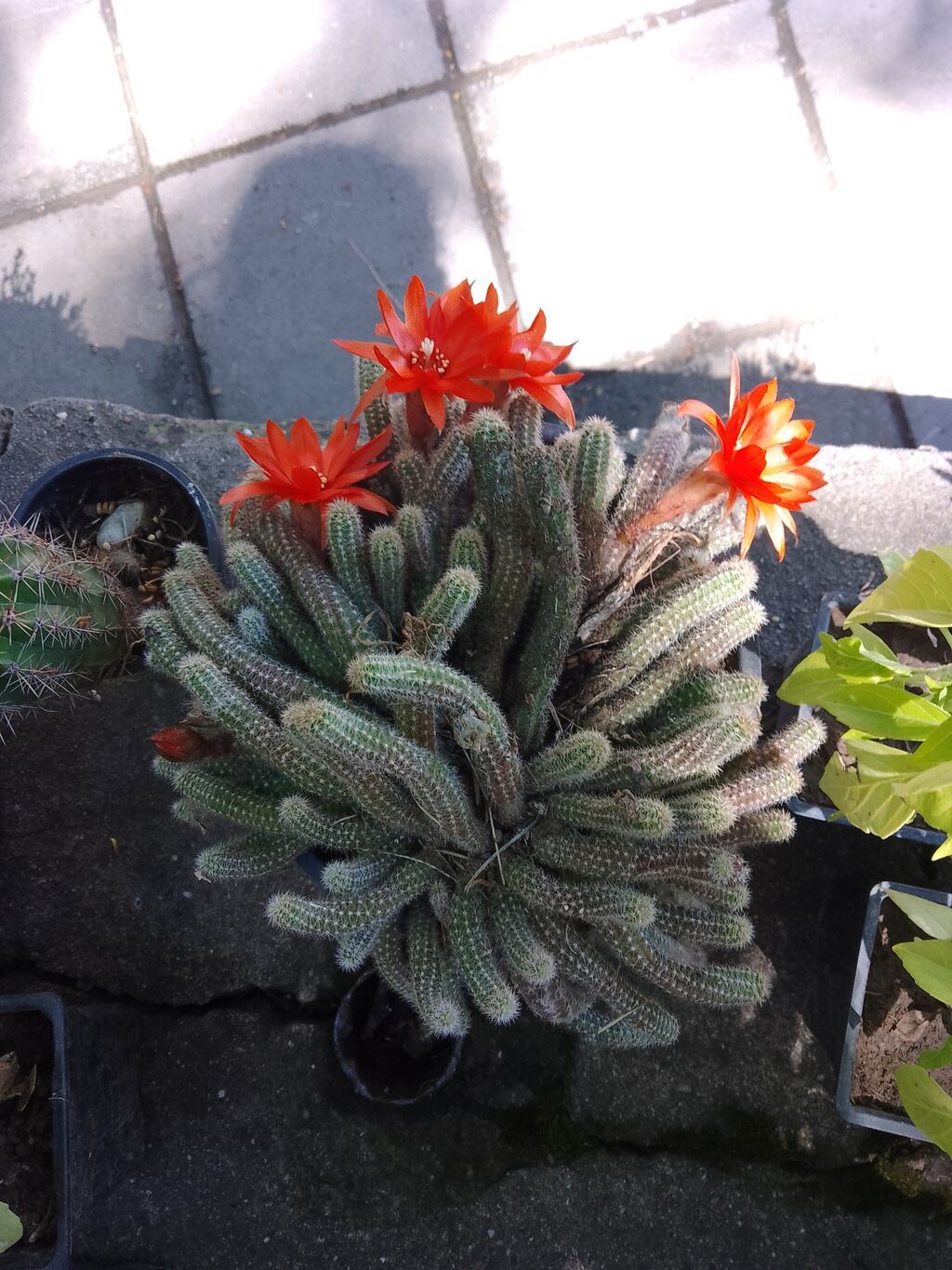 Kaktus Rebutia/Chamaecereus (tzv. „kikiriki“/zmijasti kaktus) sa