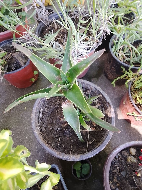 Aloja vera u saksiji - Vrsta: Aloe vera (sukulent) - U saksiji