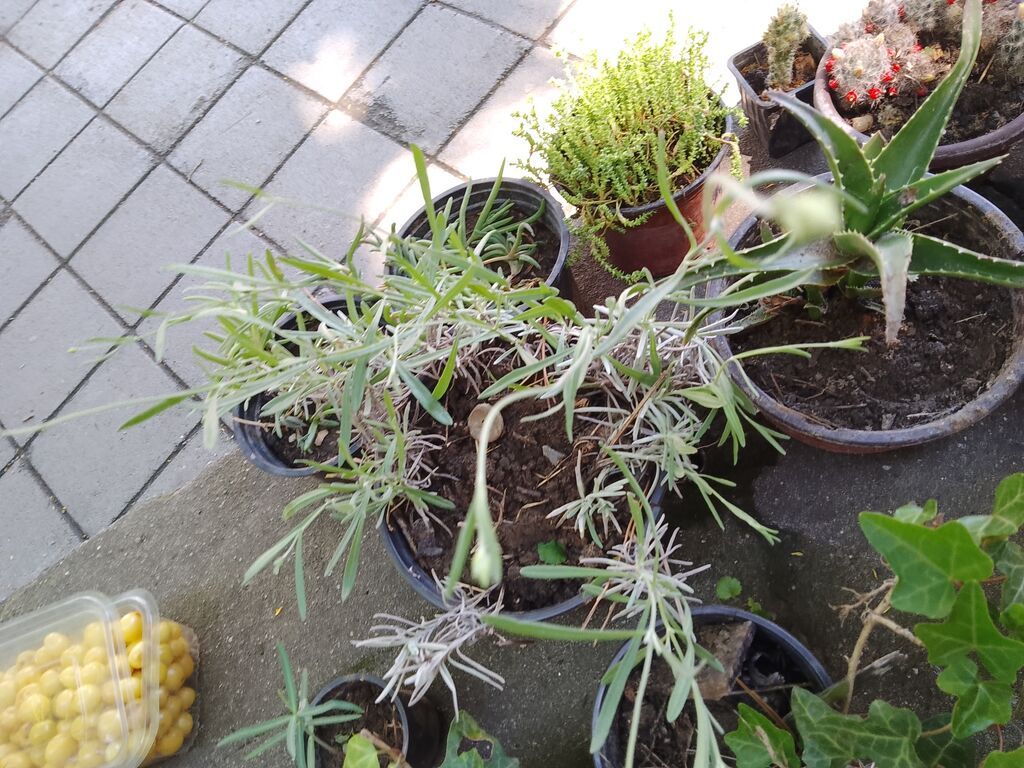 Saksijska biljka – lavanda (Lavandula) - Višegodišnja aromatična