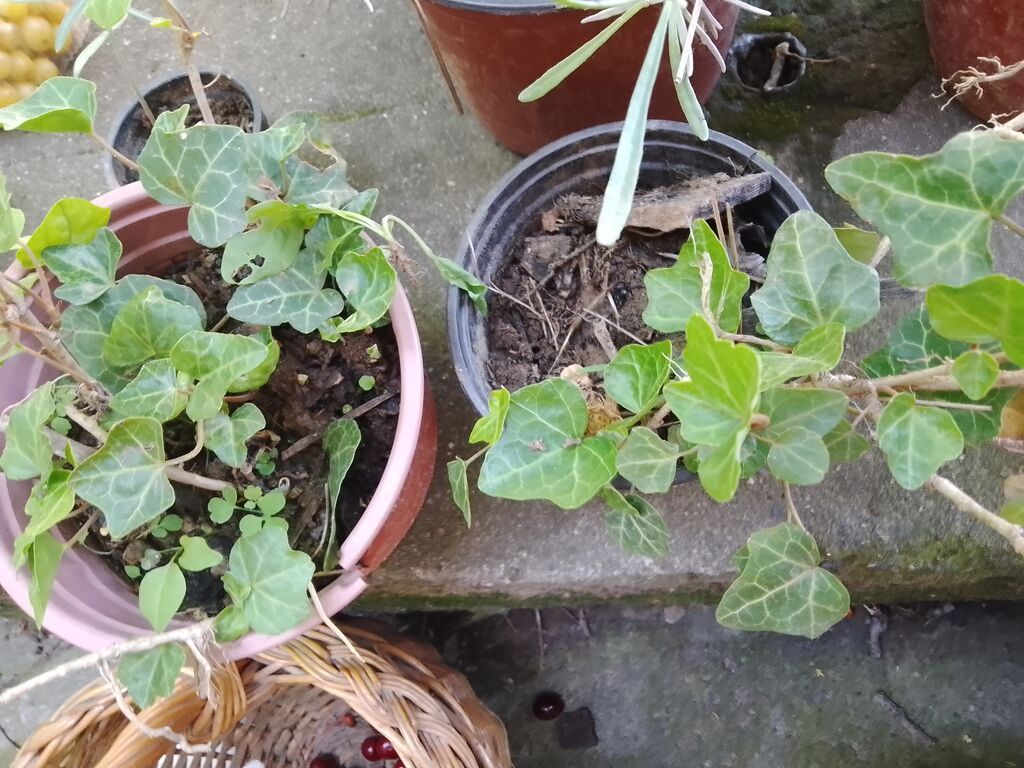 Zimzeleni bršljan (Hedera helix) u saksijama - Ukrasna