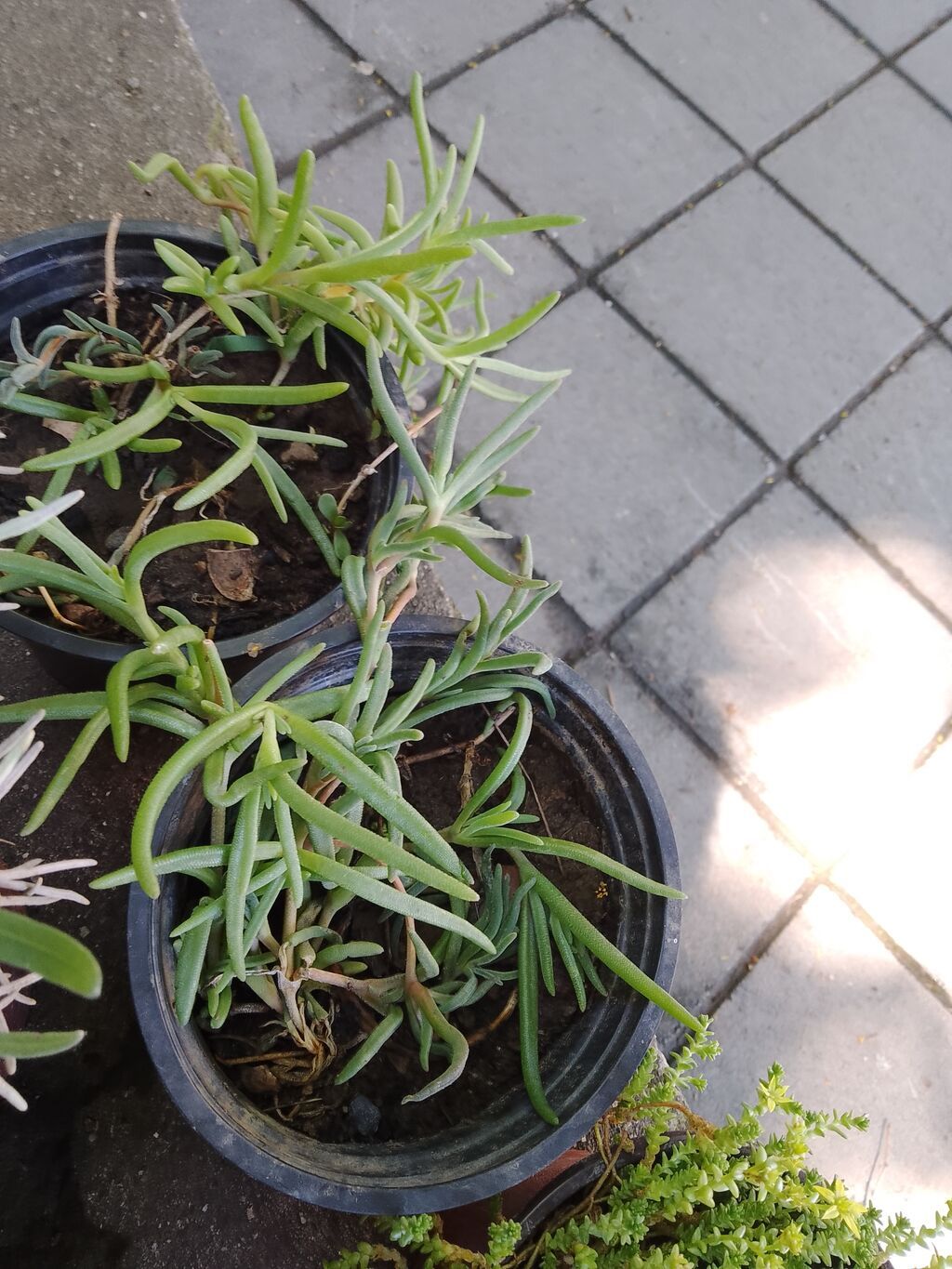 Sukulenti u saksiji – delosperma/mesnate puzavice (ledeni cvet/sledeći