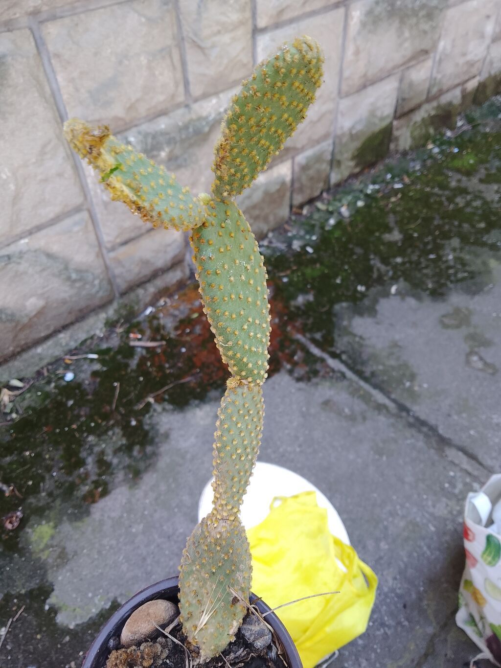 Opuncija “Bunny ears” (Opuntia microdasys) u saksiji - Sukulent sa
