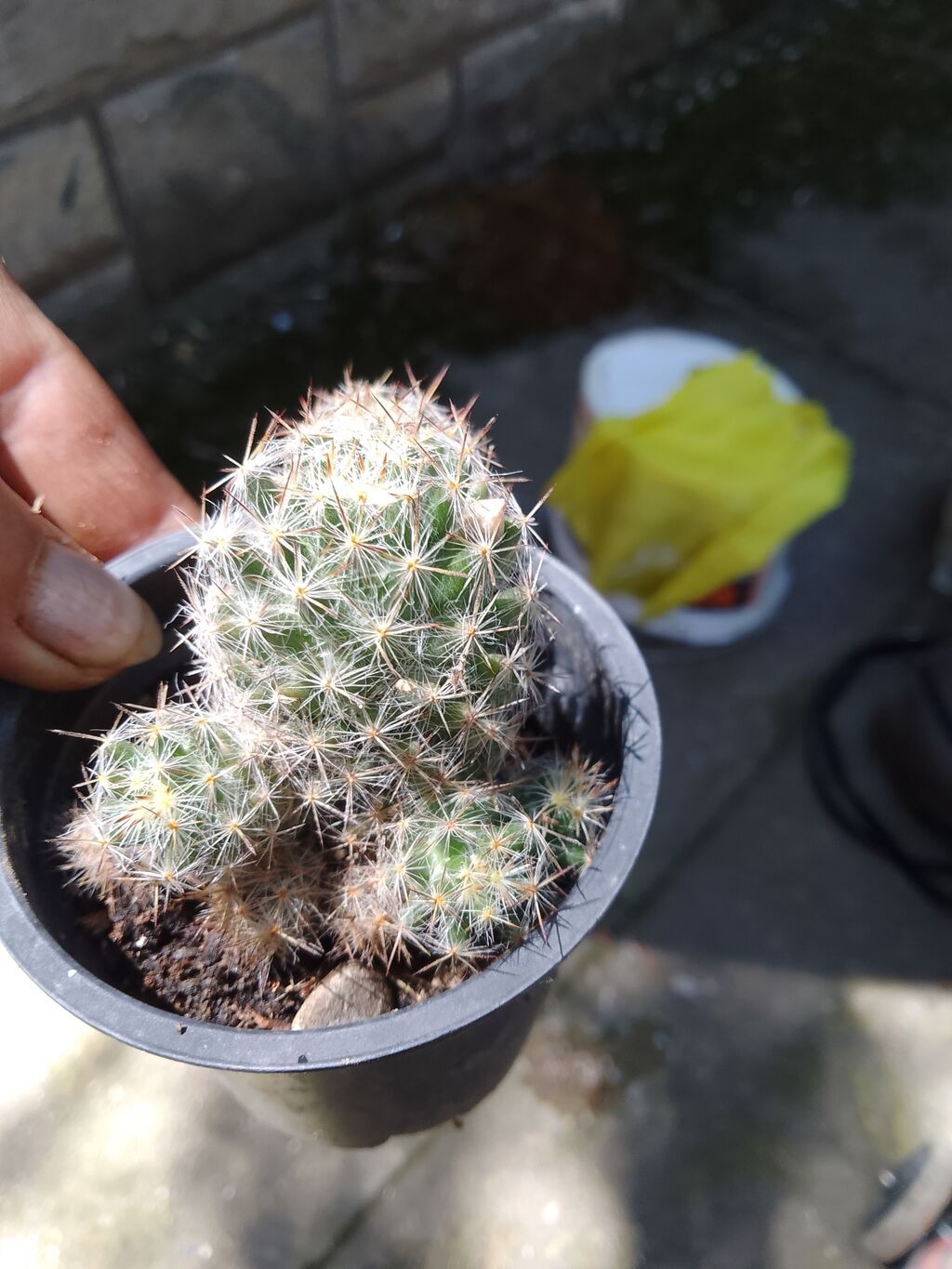 Mali kaktus u saksiji (Mammillaria/rod sličan) – kompaktan busen sa