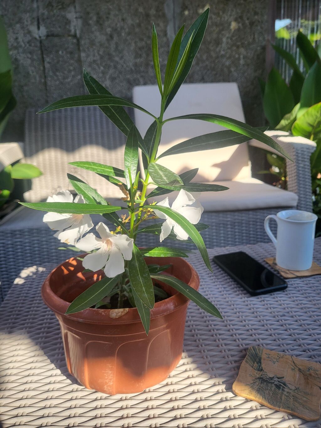 Beli oleander - Vrsta: Nerium oleander (beli kultivar) - Biljka sa