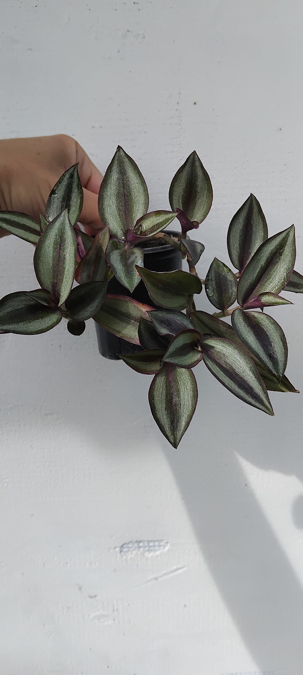 Tradescantia zebrina (vodopadna zebrina) – viseća sobna biljka u