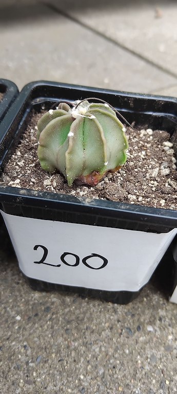 Astrophytum capricorne – kolekcijski kaktusi u saksijama - Vrsta