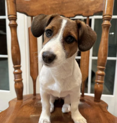 Jack Russelli