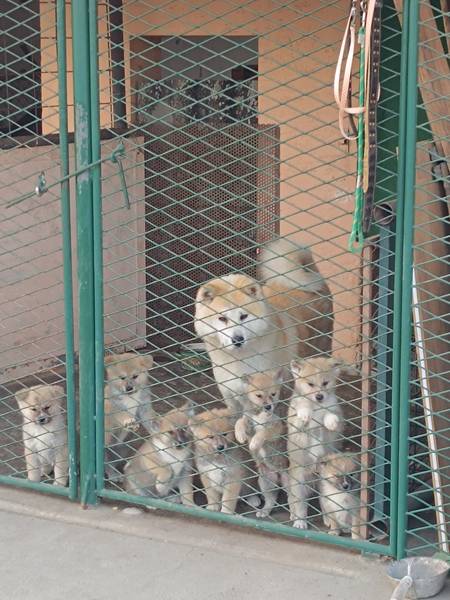 Japanska Akita